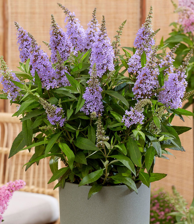 Buy Plants, Seeds, Fruit Trees & Seed Potatoes | Thompson & Morgan