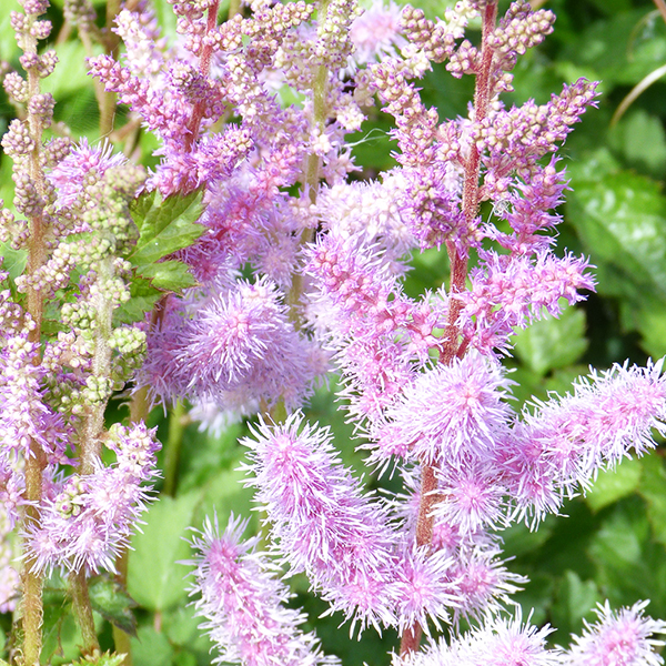 Astilbe chinensis var. pumilla | Thompson & Morgan
