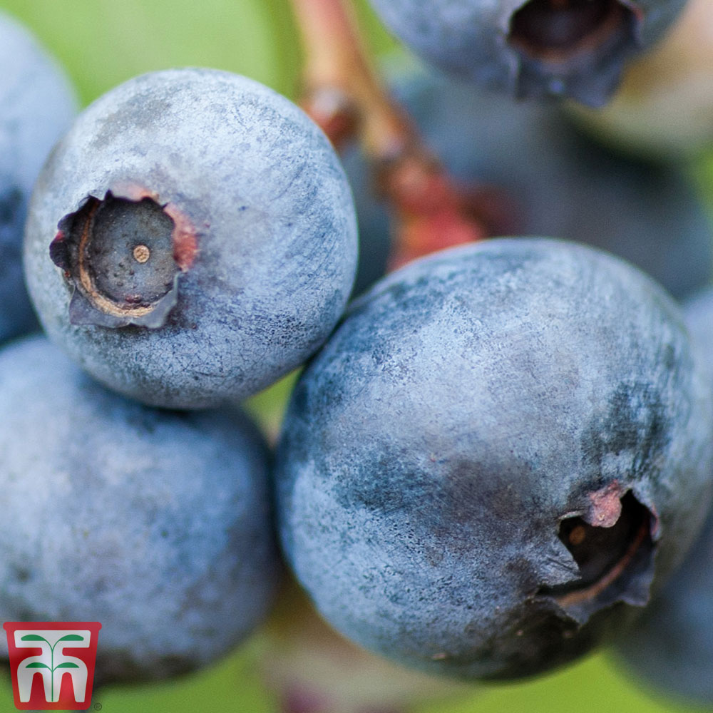 Blueberry 'Duke'