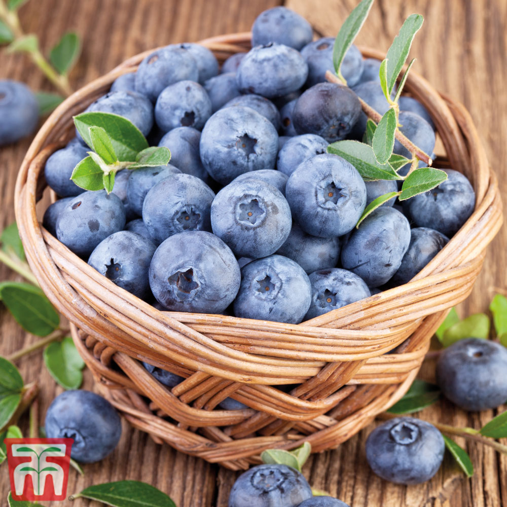 Blueberry 'Bluecrop' Plant + 100g Fertiliser