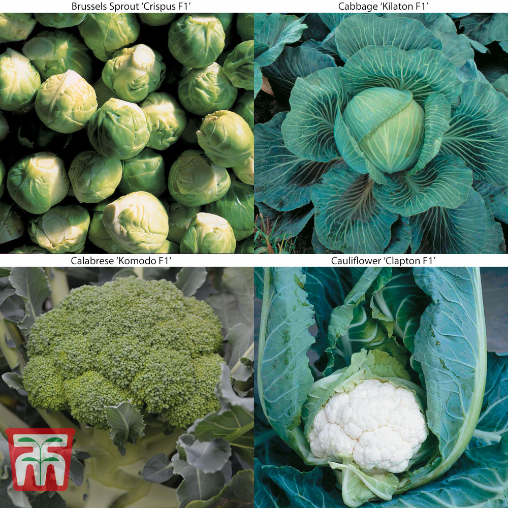 Brassica Clubroot Collection | Thompson & Morgan