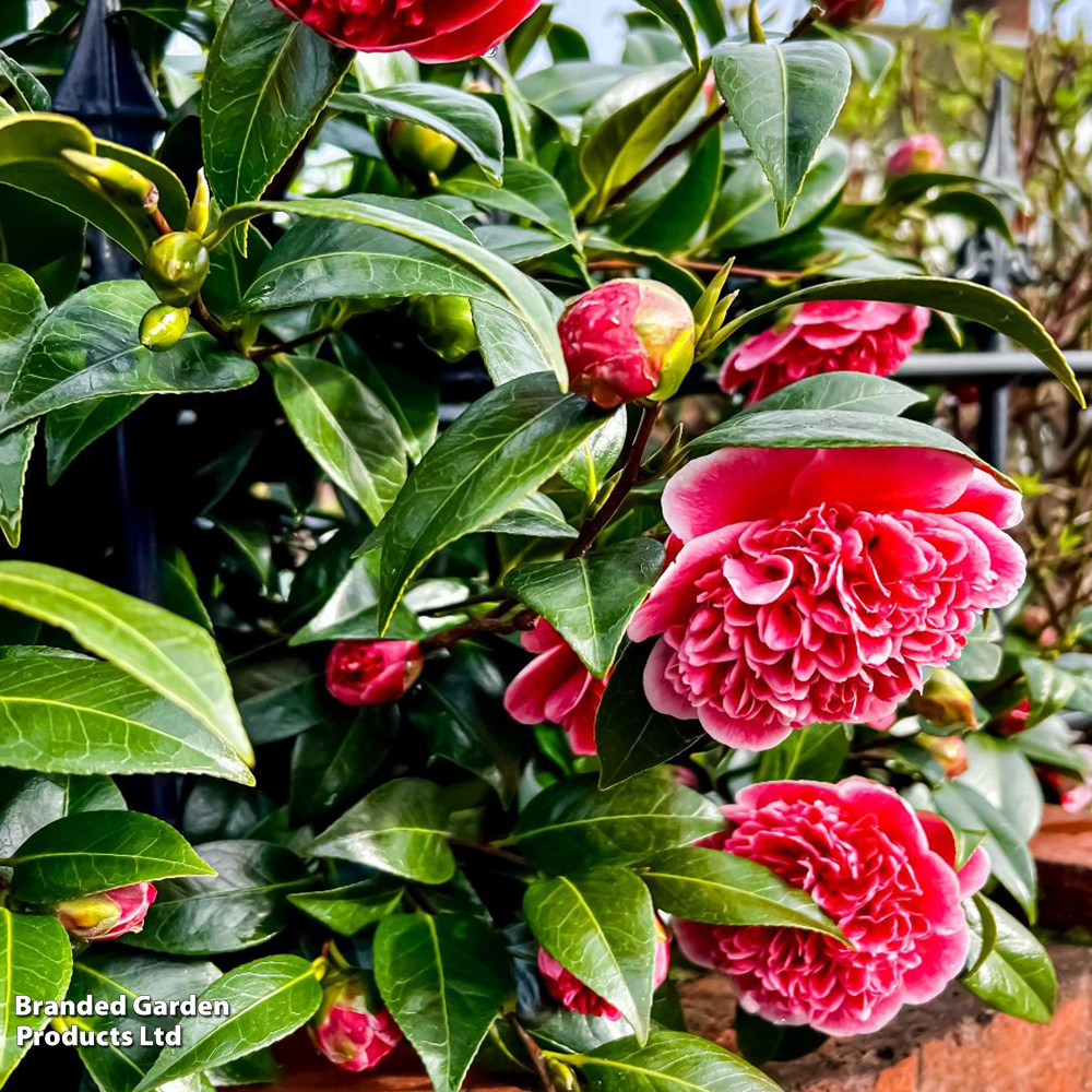 Camellia Wedding Camellia × Williamsii 'Ruby Wedding'|camellia 'Ruby