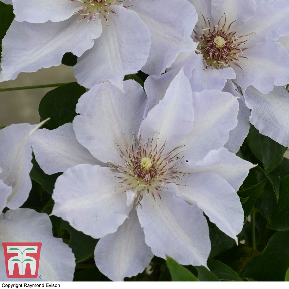 Clematis 'Tranquilite™' evipo111