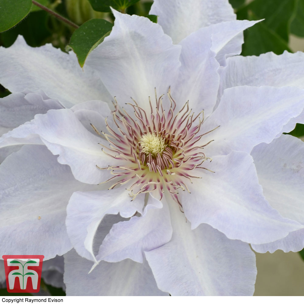 Clematis 'Tranquilite™' evipo111