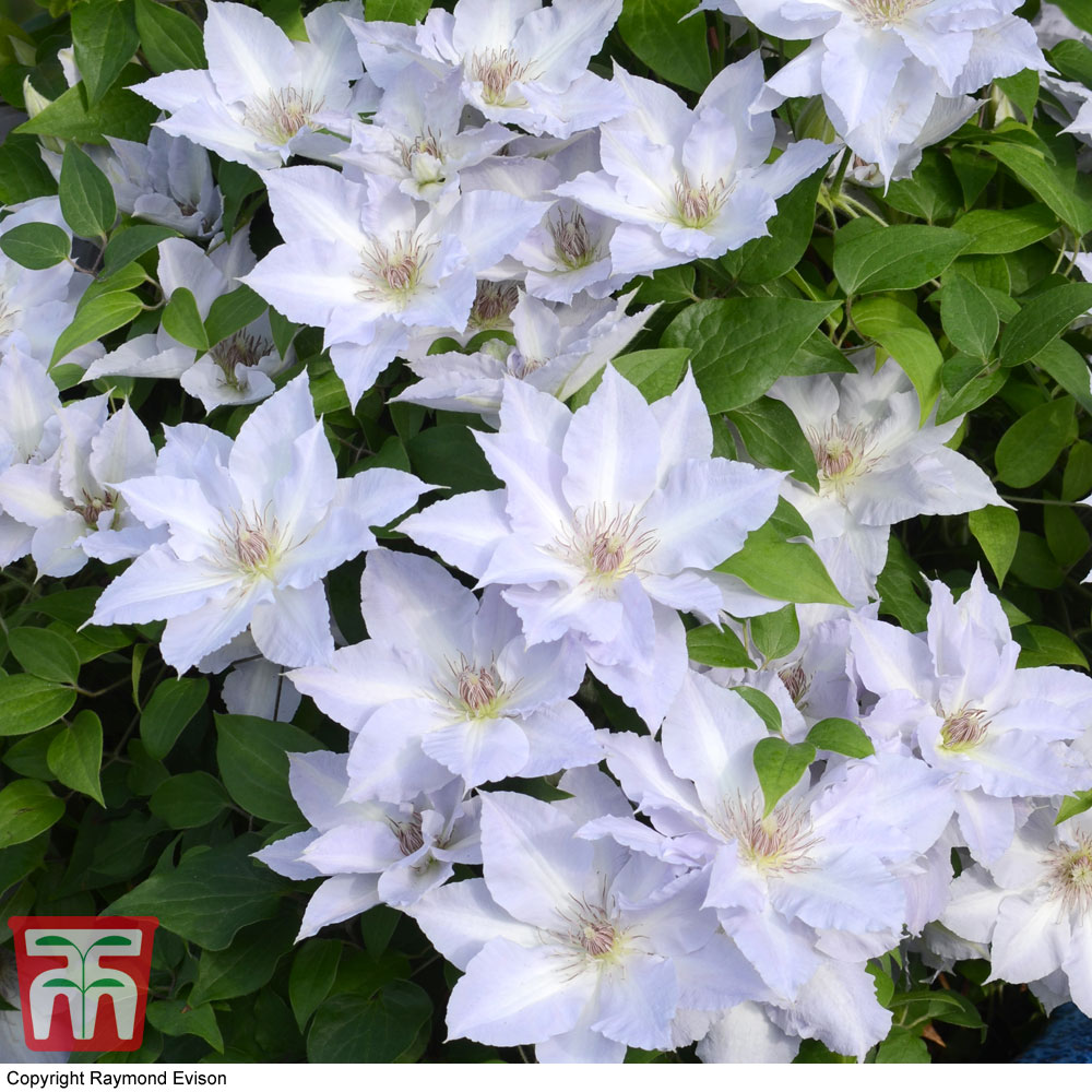 Clematis 'Tranquilite™' evipo111