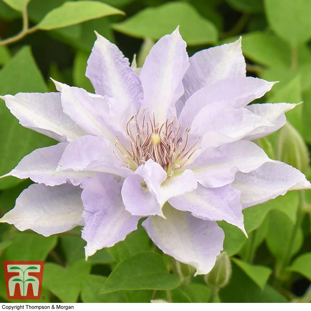 Clematis 'Tranquilite™' evipo111