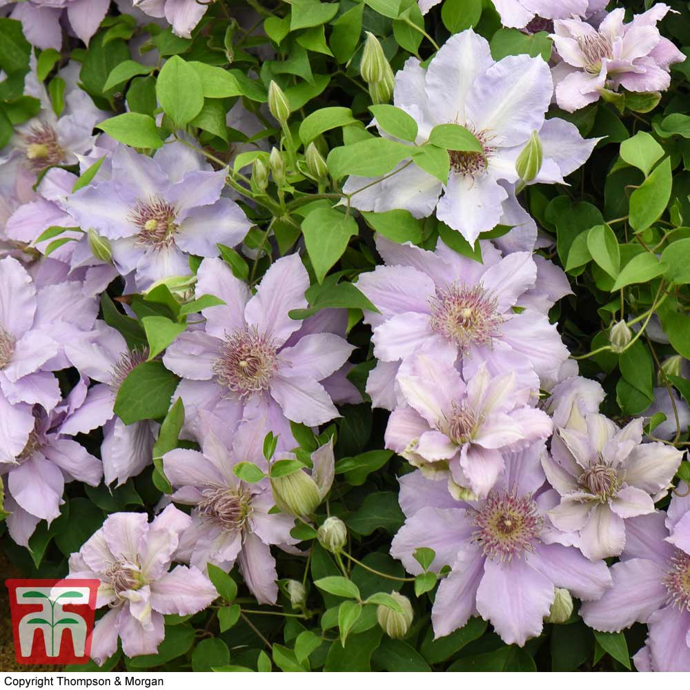Clematis 'Tranquilite™' evipo111