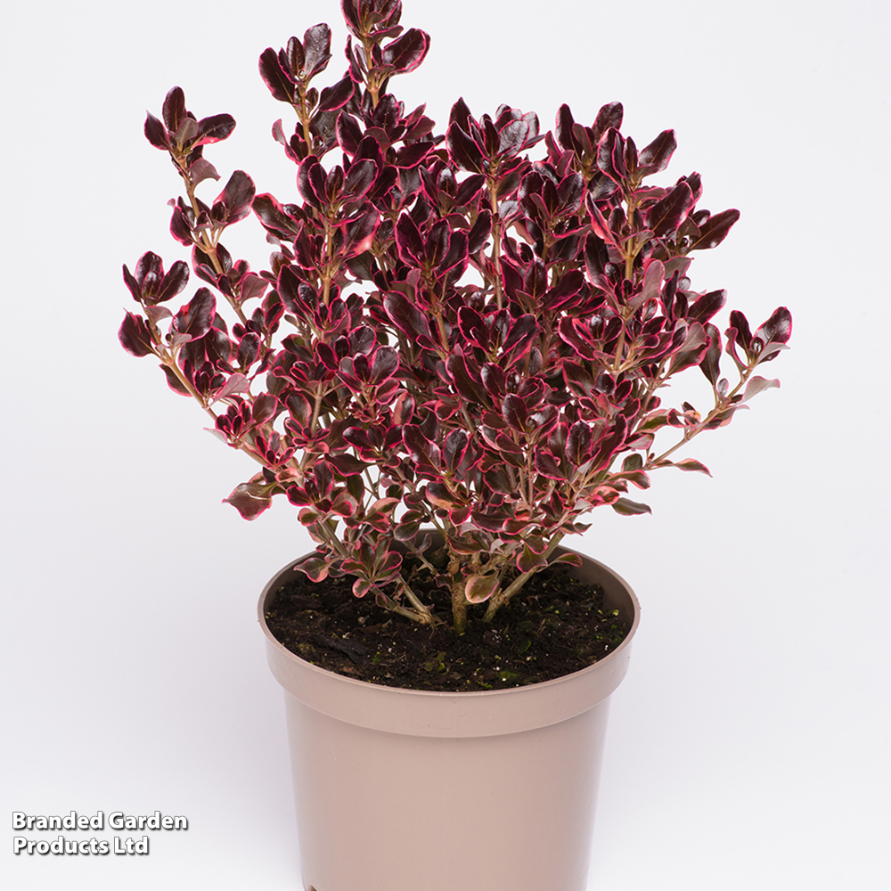 Coprosma repens 'Eclipse' | Thompson & Morgan