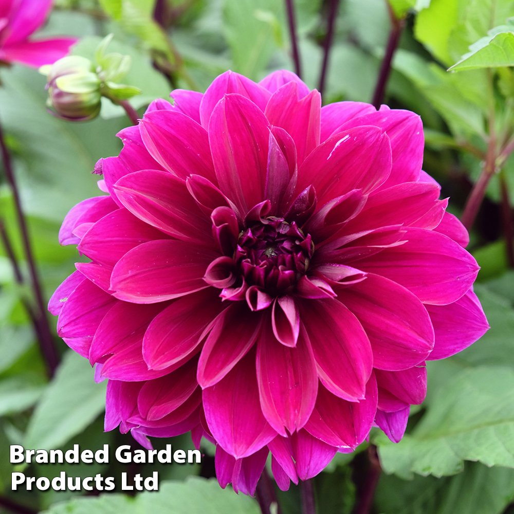Dahlia 'Dark Diamond Mix' | Thompson & Morgan