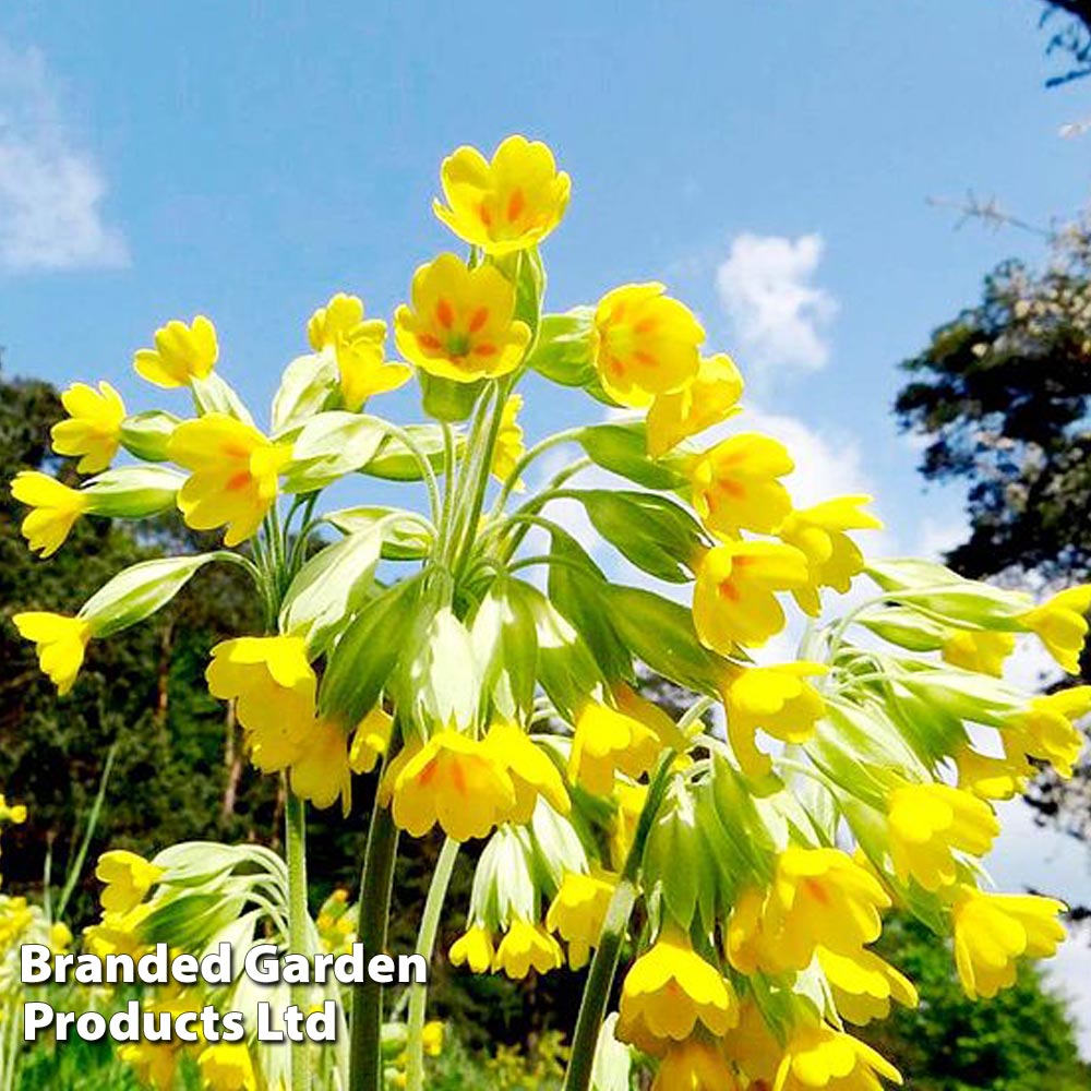Primula veris | Thompson & Morgan