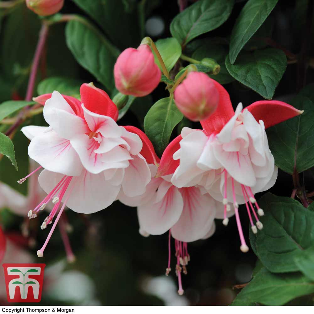 Fuchsia 'Trailing Mixed' plug plants | Thompson & Morgan