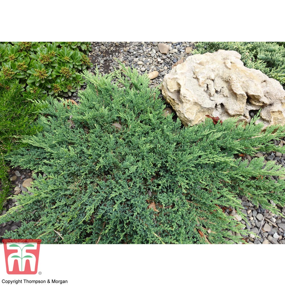 Juniperus procumbens 'Nana' plants | Thompson & Morgan
