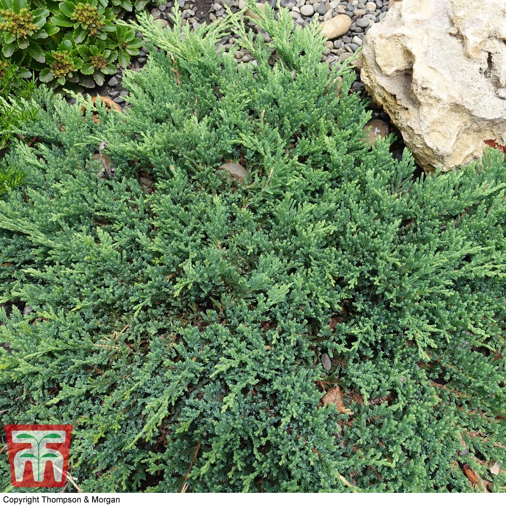 Juniperus procumbens 'Nana' plants | Thompson & Morgan