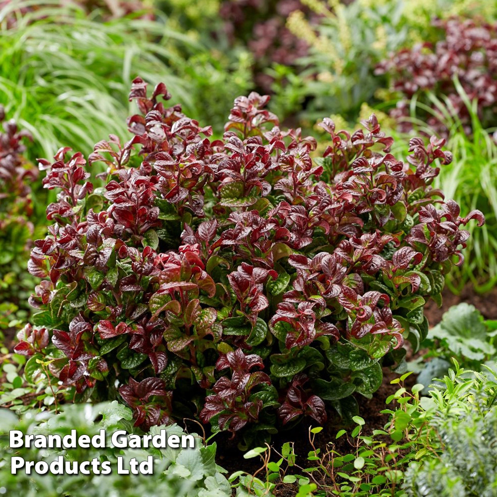 Leucothoe axillaris 'Curly Red' plants | Thompson & Morgan