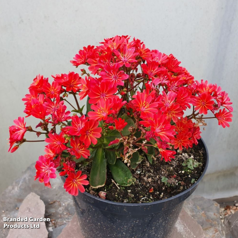 Lewisia Bekommt Gelbe Bltter
