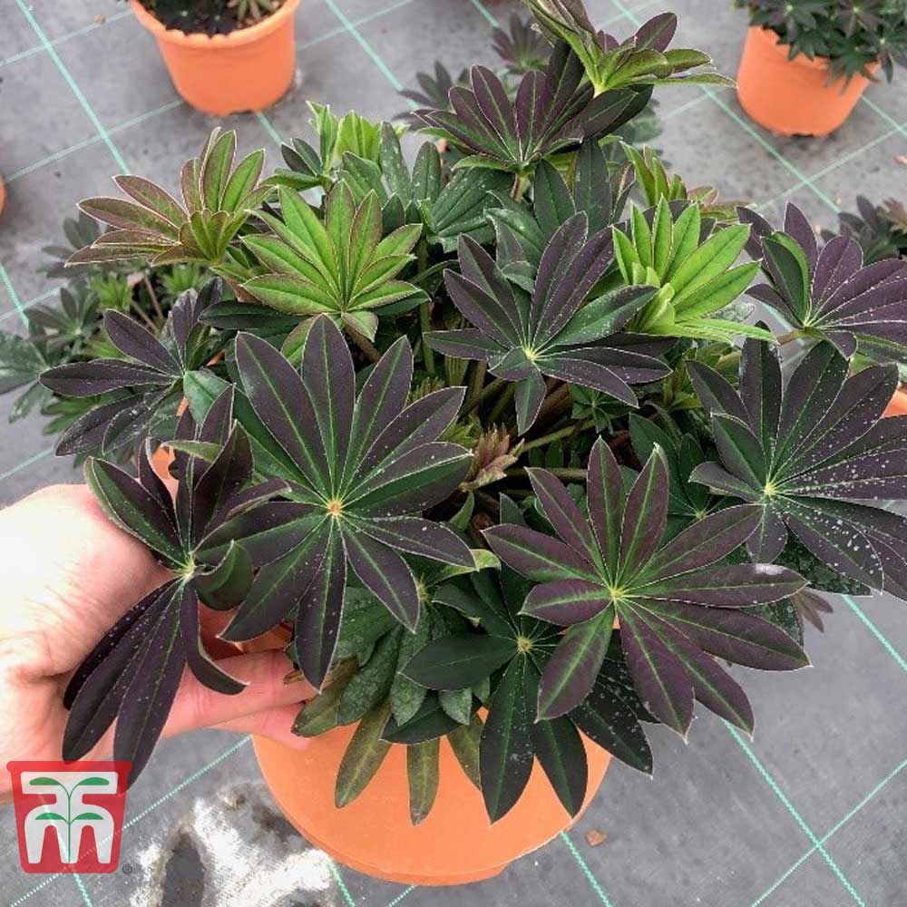 Lupin 'Beefeater' | Thompson & Morgan