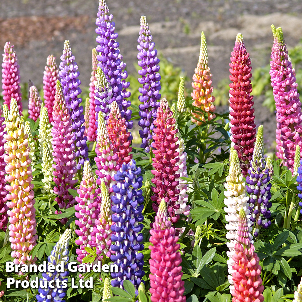 Lupin 'Dwarf Gallery Mixed' - Seeds | Thompson & Morgan