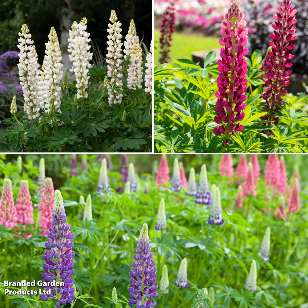 Lupin 'Legendary Hybrids Mix'