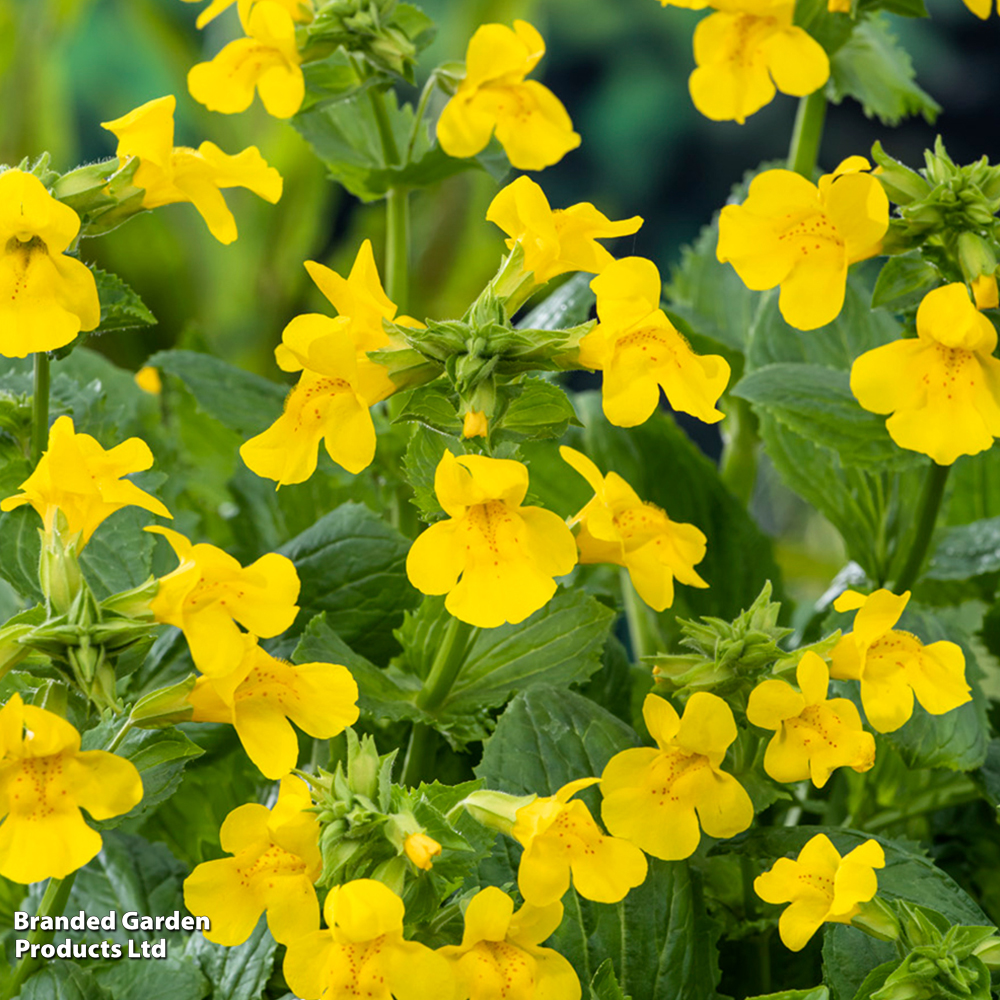 Mimulus Luteus Tigrinus