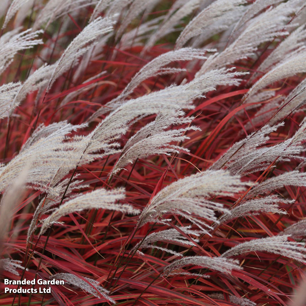 Miscanthus 'Lady in Red' | Thompson & Morgan
