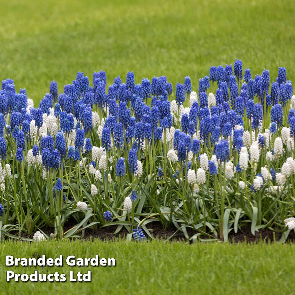 Muscari Blue & White Mix | Thompson & Morgan