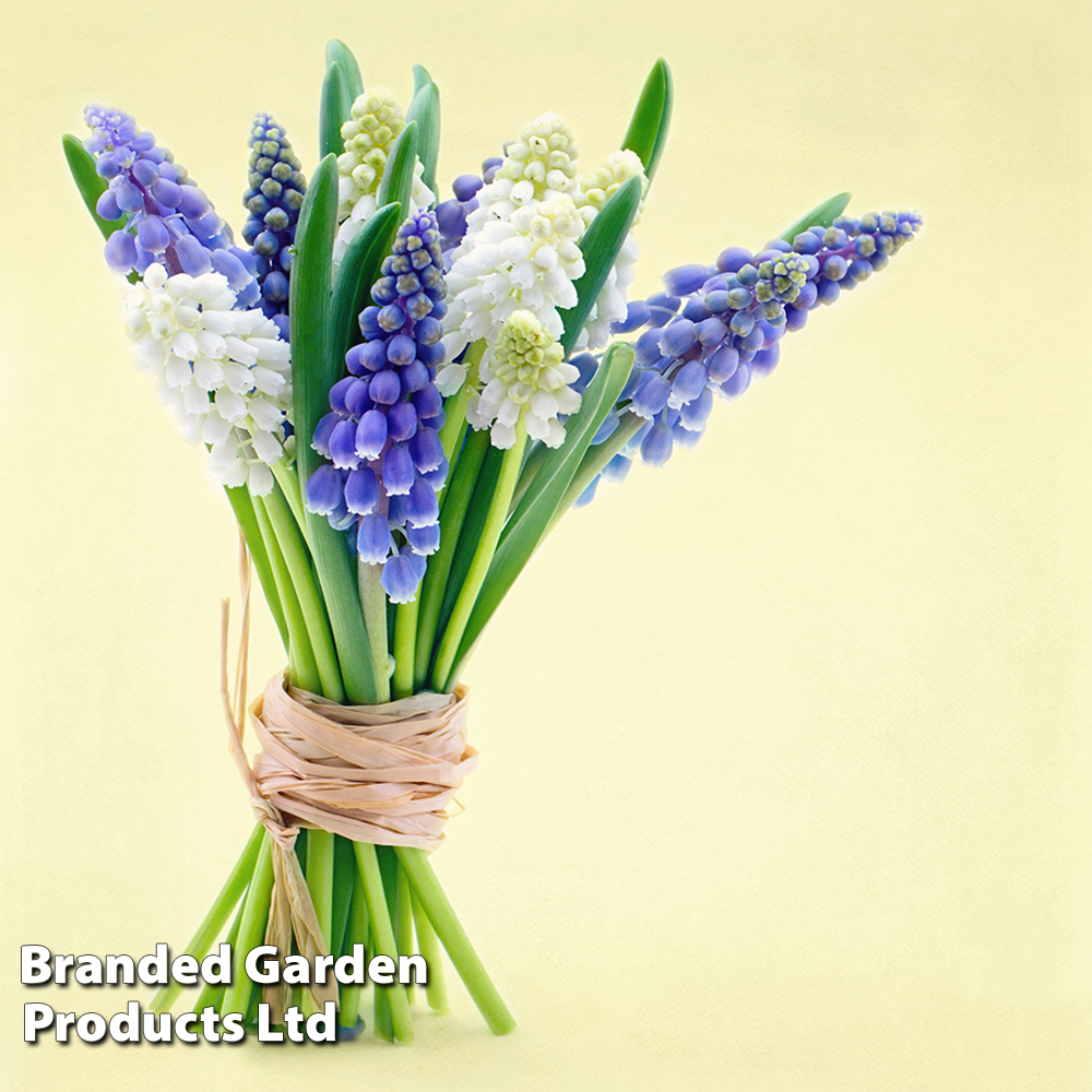 Muscari Blue & White Mix | Thompson & Morgan