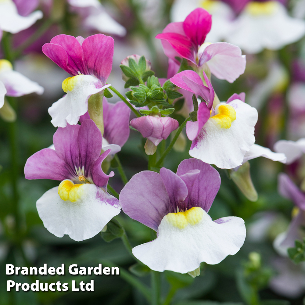 Nemesia Flower Edible | Best Flower Site