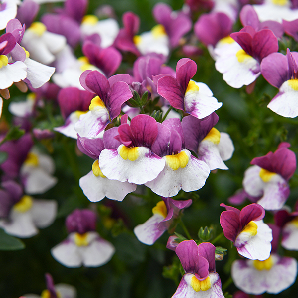 Nemesia 'Most Scented Melody Morello Ice' | Flower Plants | Thompson ...