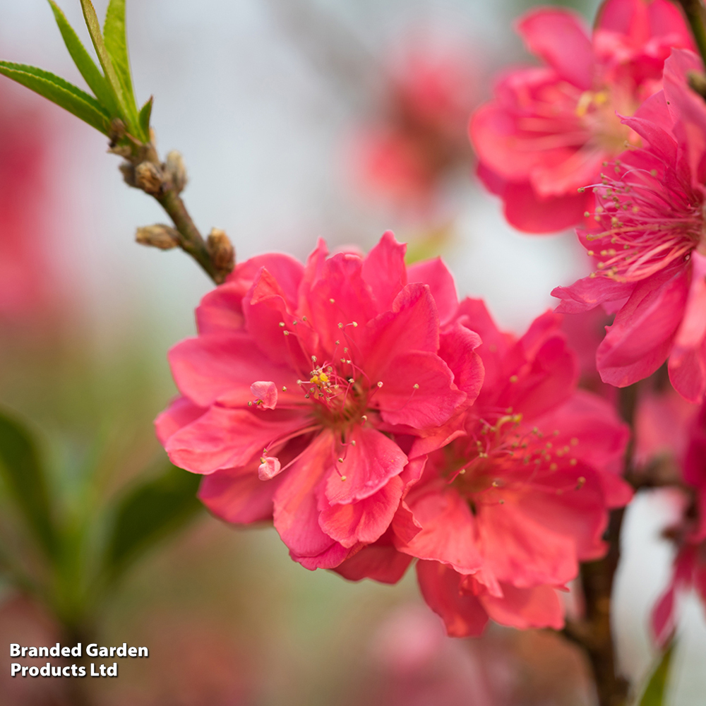 Peach 'Red Peachy' | Thompson & Morgan