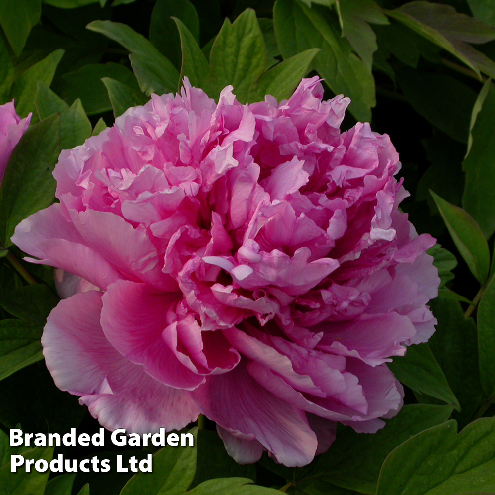 Tree Peony 'Lu He Hong' | Thompson & Morgan
