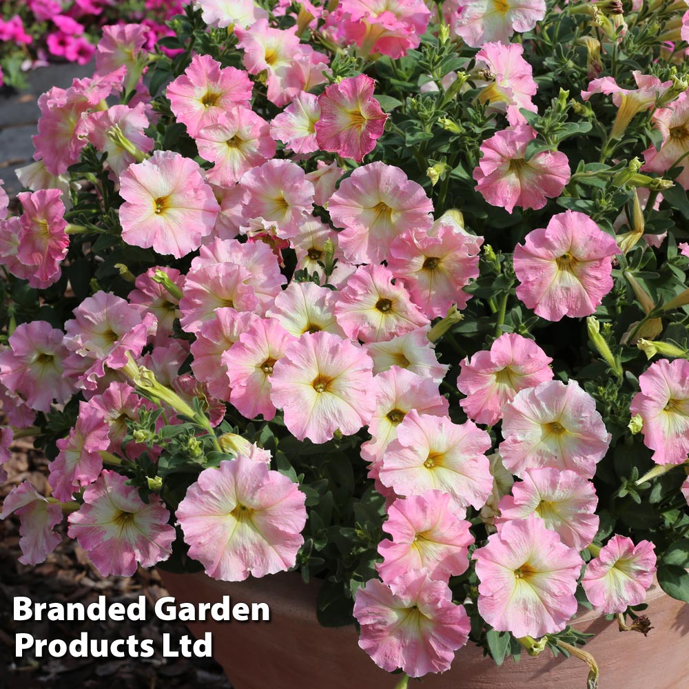 Petunia hybrida 'Alenka' F1 - Seeds | Thompson & Morgan