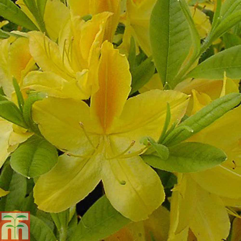 Rhododendron 'Gold Topas' (Azalea Group) | Thompson & Morgan