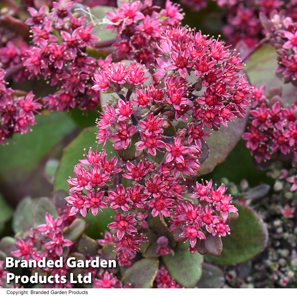 Sedum 'Busy Nights' - Seeds | Thompson & Morgan