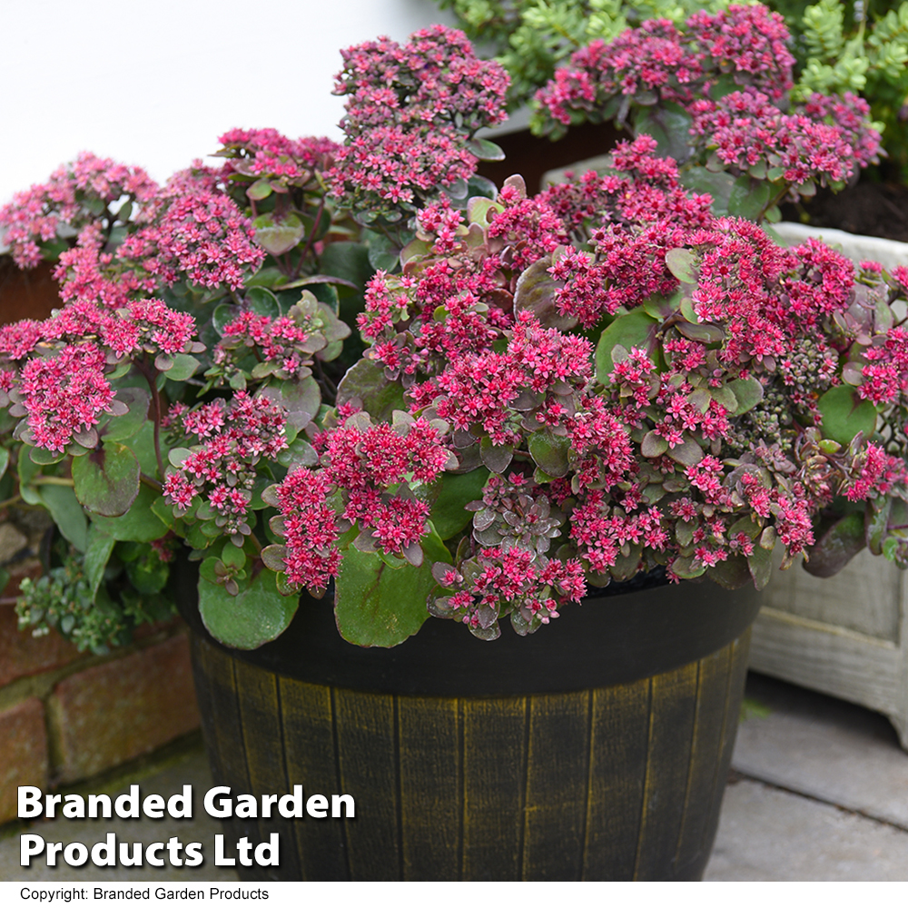 Sedum 'Busy Nights' - Seeds | Thompson & Morgan