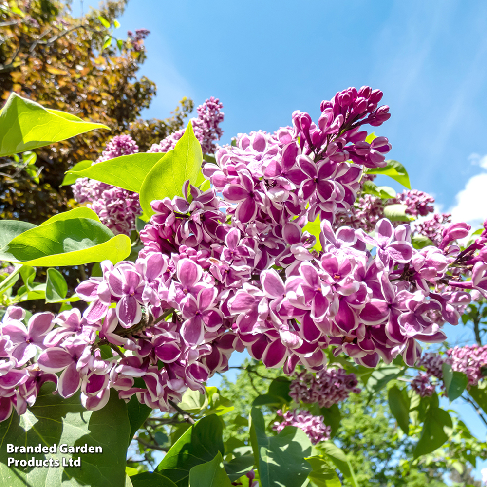 Lilac 'Lila Wonder' (PBR)