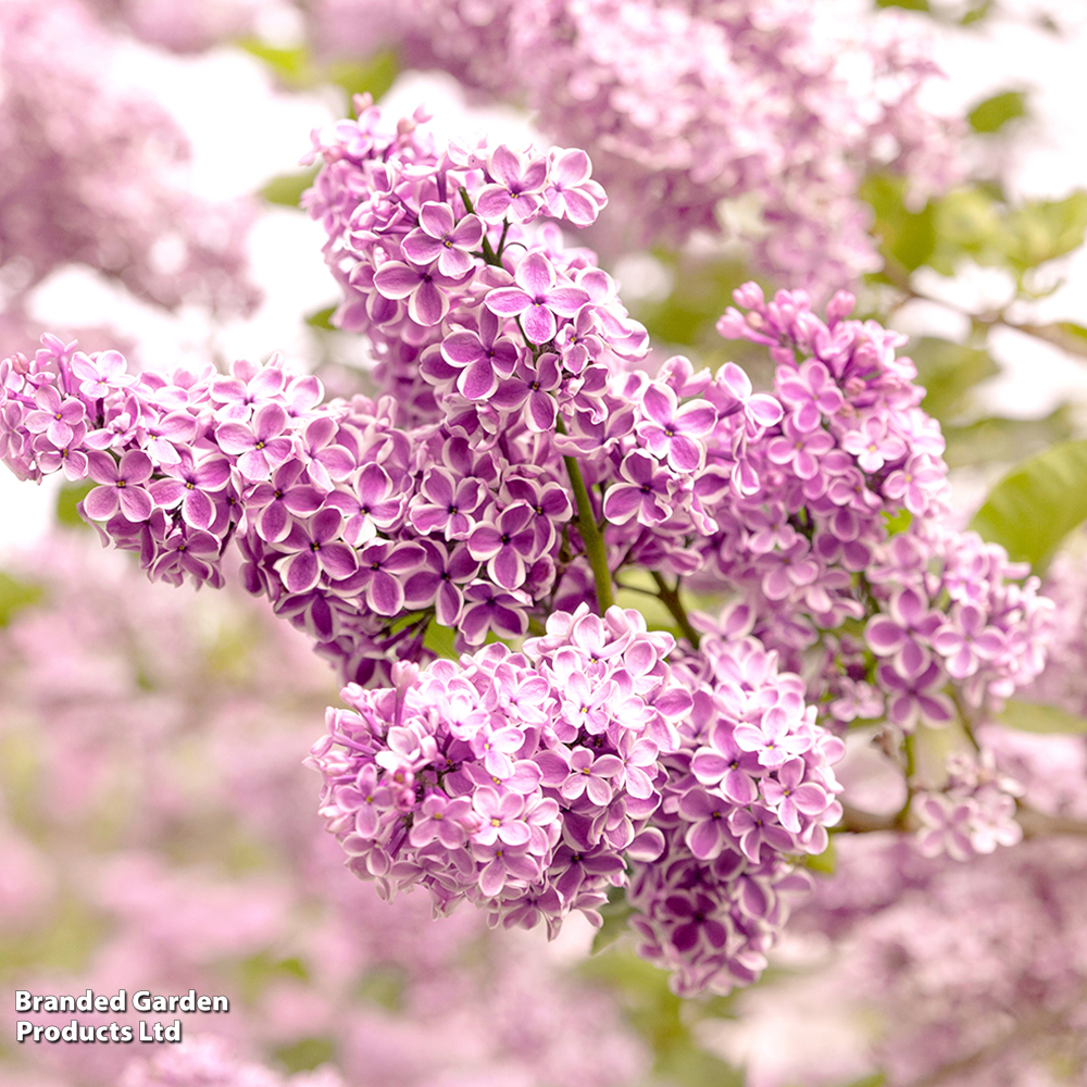 Lilac 'Lila Wonder' (PBR)