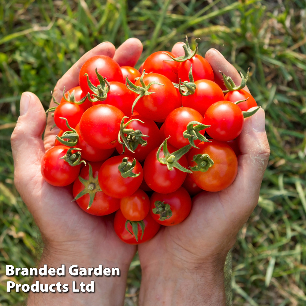 Gardeners Delight Tomatoes