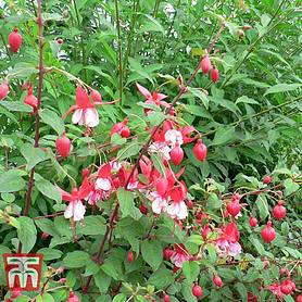 Fuchsia Plants | Thompson & Morgan