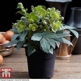 Hellebore Plants | Thompson & Morgan