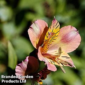 Alstroemeria Inticancha Sunset | Thompson & Morgan