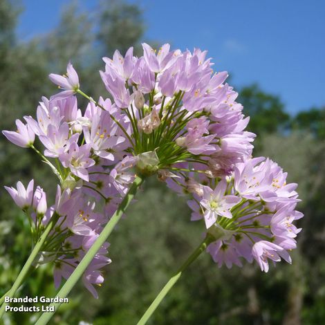 Spring Allium Mixed Collection