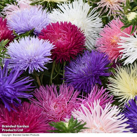 Aster 'Starlight Mixed' seeds