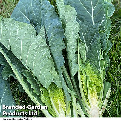 Collard 'Hi-Crop' F1 - Seeds | Thompson & Morgan