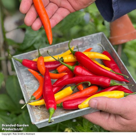 Chilli Pepper 'Fiesta Sunset' F1 - Seeds