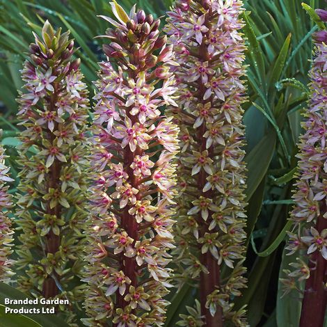 Eucomis hybrids Mixed - Seeds
