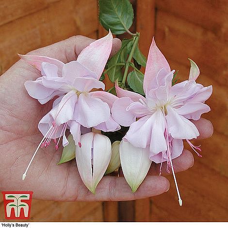 Fuchsia Giant-Flowered Collection