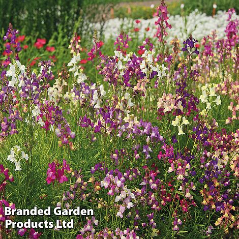 Mr. Men™ Little Miss™ - Little Miss Quick - Linaria 'Fairy Bouquet' - Seeds