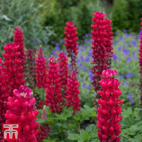 Lupin 'Beefeater' | Thompson & Morgan