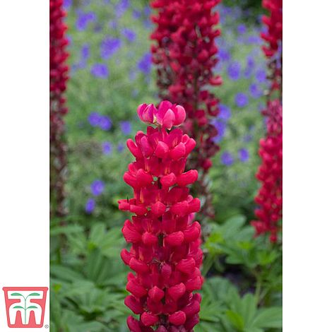 Lupin 'Beefeater' | Thompson & Morgan