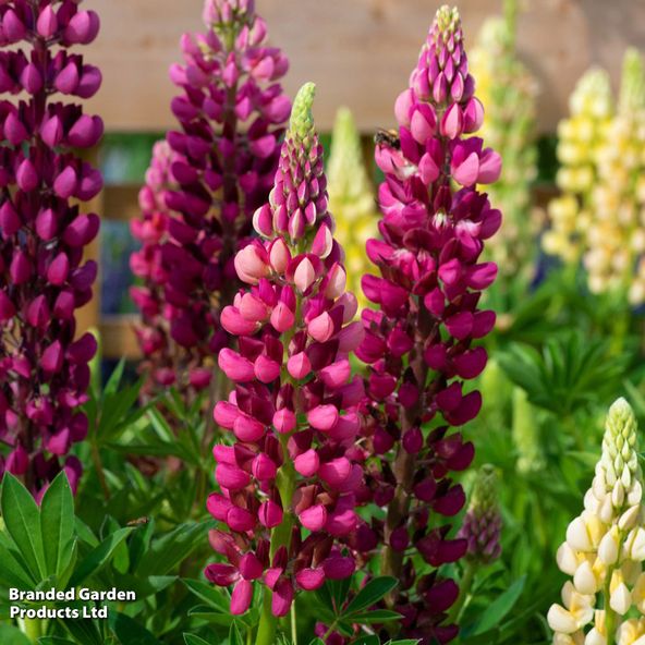 Lupin 'Legendary Red Shades'
